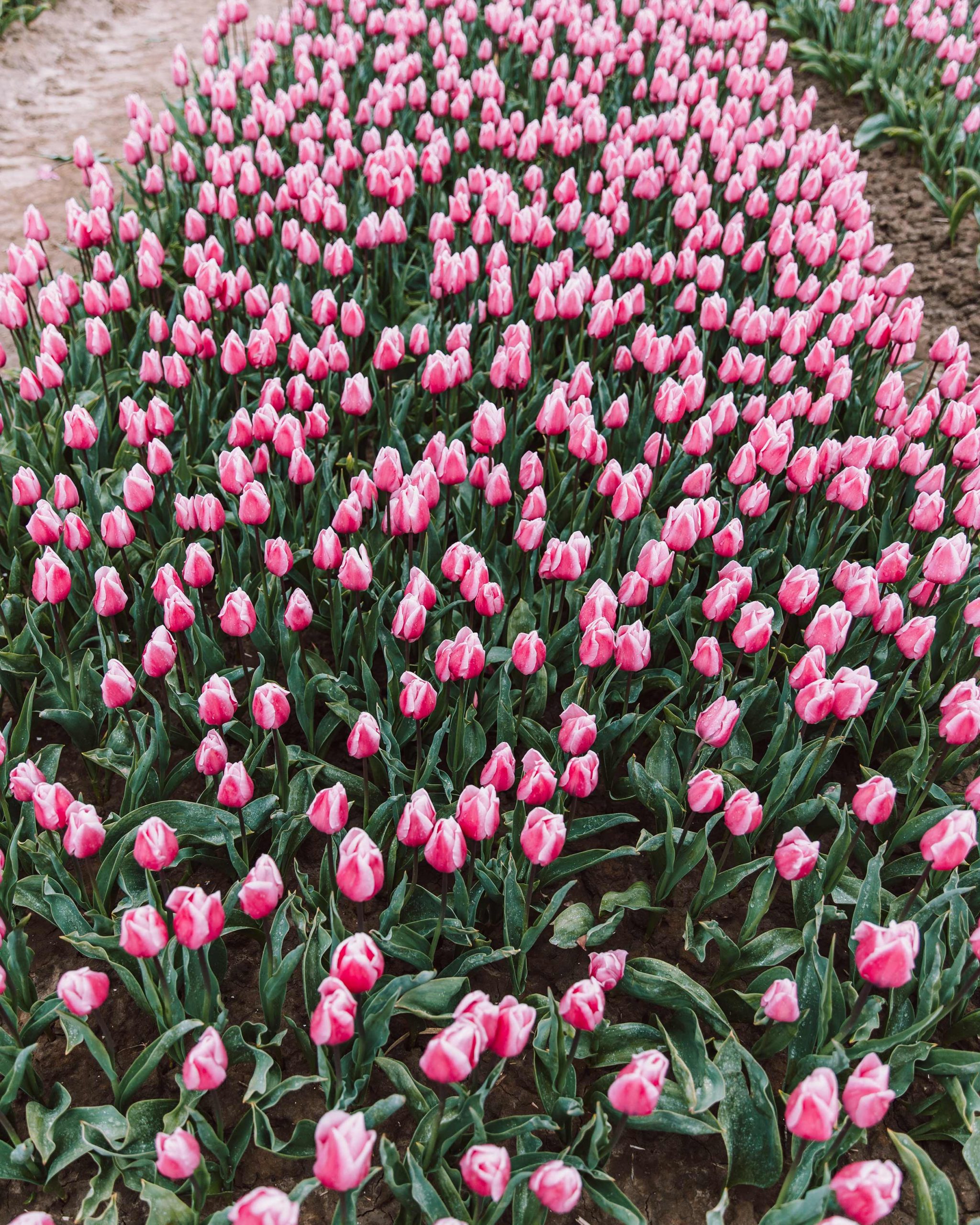 travelinyourarms – Tulip Season in the Netherlands – best spots in Zeeland