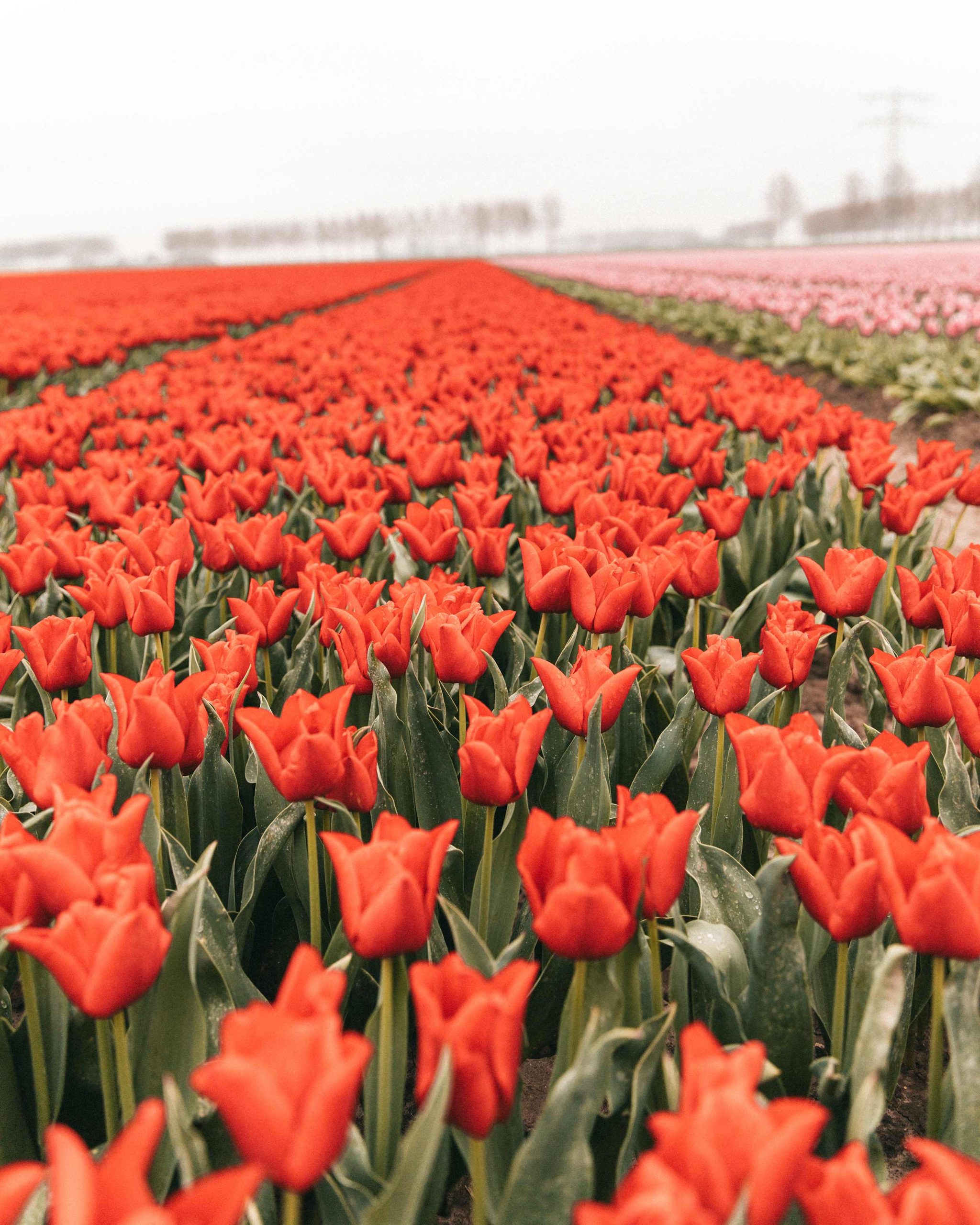 travelinyourarms – Tulip Season in the Netherlands – best spots in Zeeland